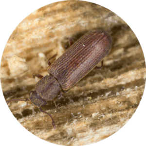 Wood Boring Beetles